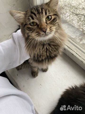 Ласковый котик в добрые руки