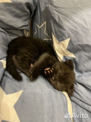 Висхоухий котёнок бесплатно