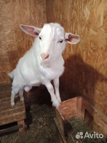 Козел на продажу