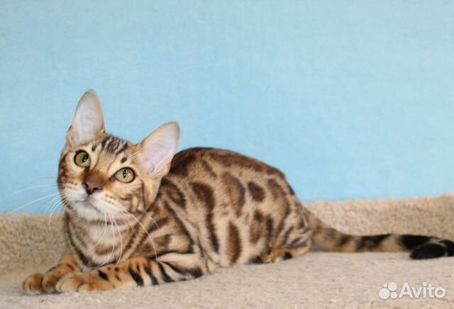 Бенгальская красотка