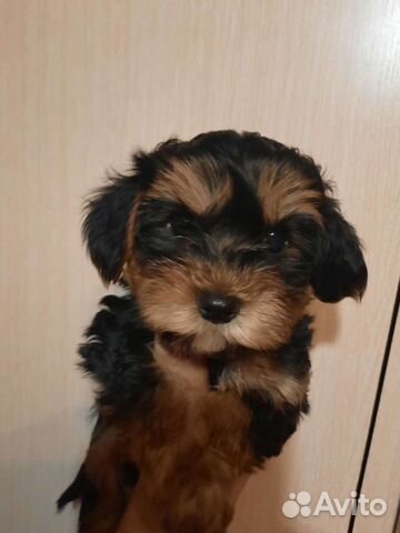 Йоркширский терьер