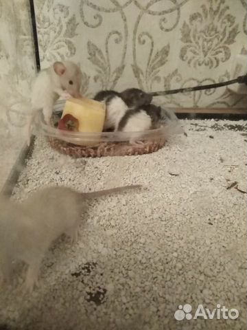 Крысята в питомцы и на корм