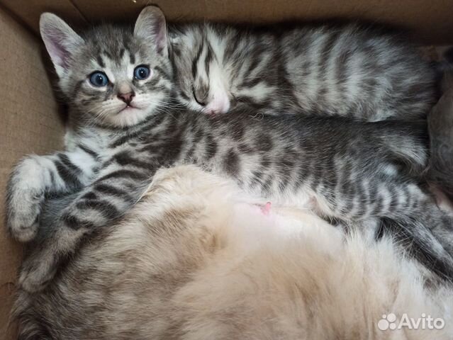 Котики серебристого окраса от сибирской мамы