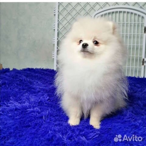 Померанский шпиц