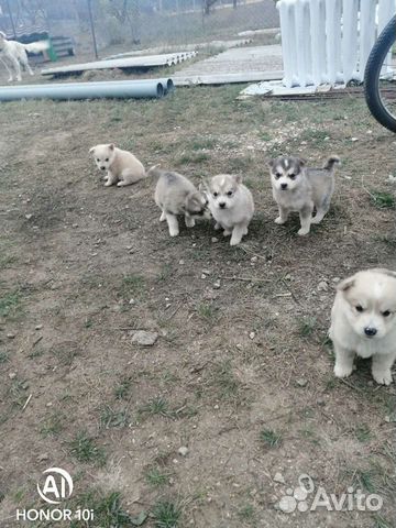 Отдам щенков в хорошие руки