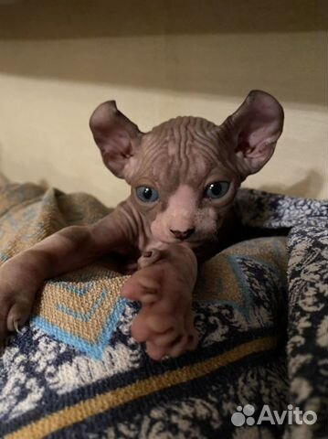 Канадский сфинкс