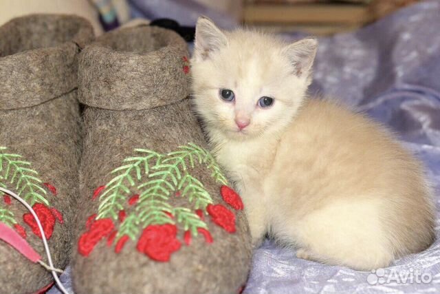Котенок 1,5 мес. Метис Рэгдола