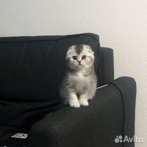 Котенок шотландец вислоухий