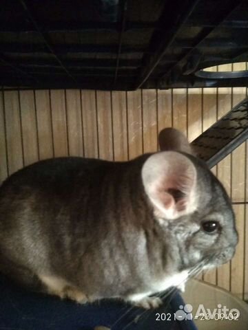 Шиншиллята 3 мес