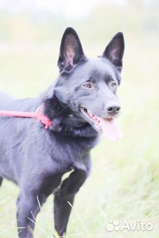 Прекрасная принцесса добрая Ночка, отдам