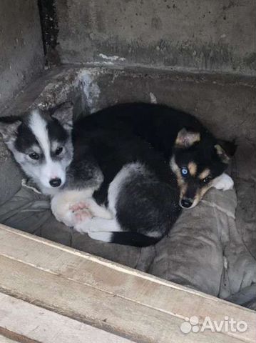 Хаски не чистокровные