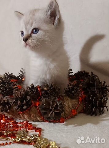 Котята полушотландцы