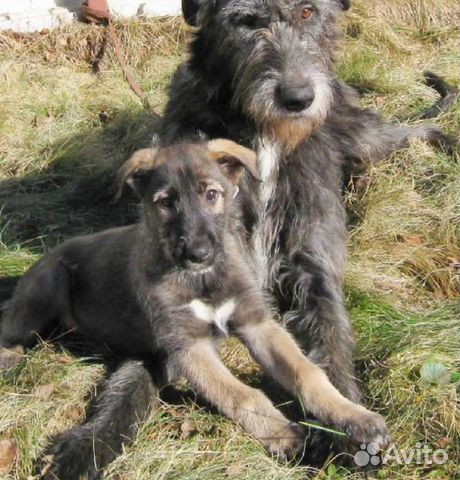 Помесь Ирландского Волкодава