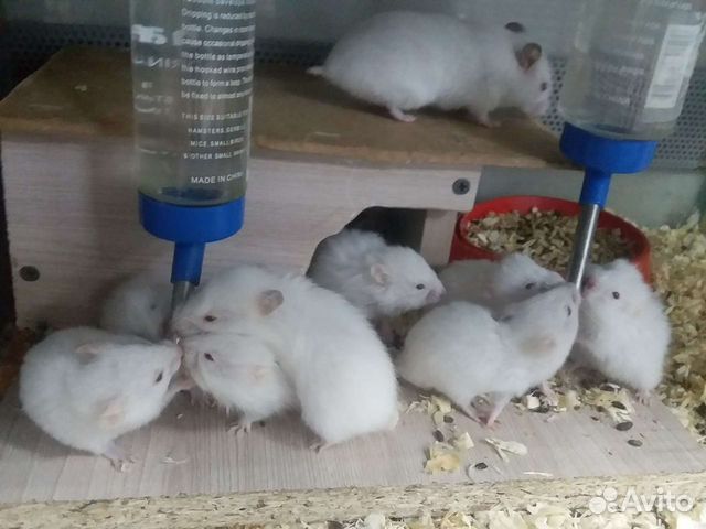 Сирийский хомяк