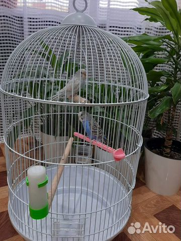 Домашние животные попугаи