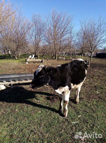 Продам бычков