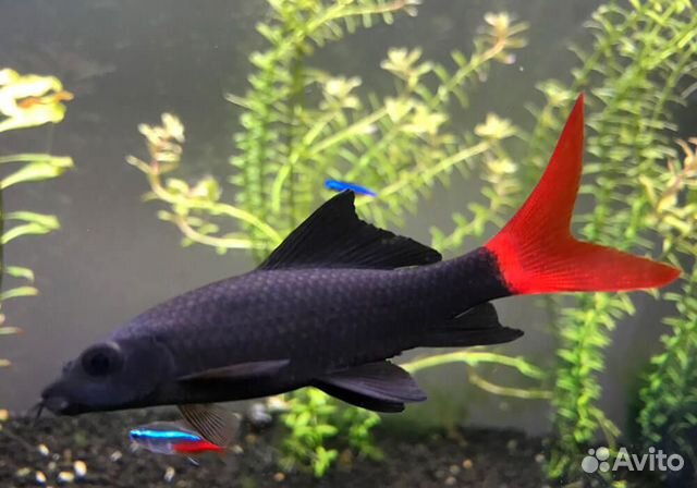 Рыбка Лабео бесплатно