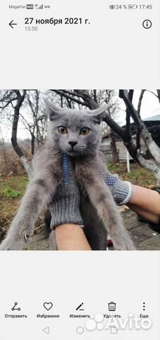 Британский котенок