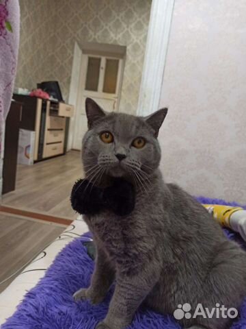 Котик ищет кошечку для случки