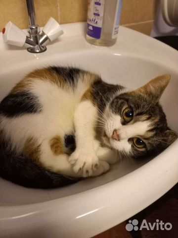 Кошка Пряня
