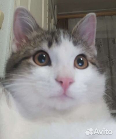 Котик ласковый