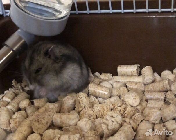 Хомяки