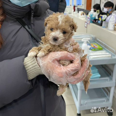 Мини мальтипу из южной кореи