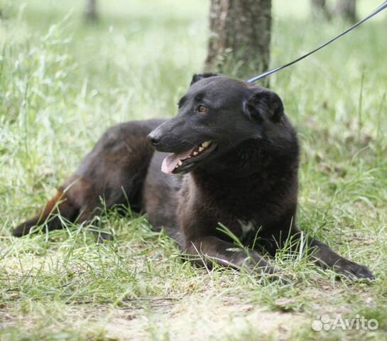 Герда ласковая собачка хочет в семью