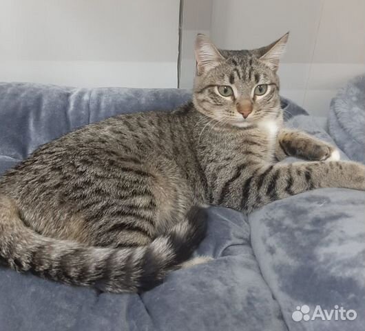 Благородный котик в добрые руки