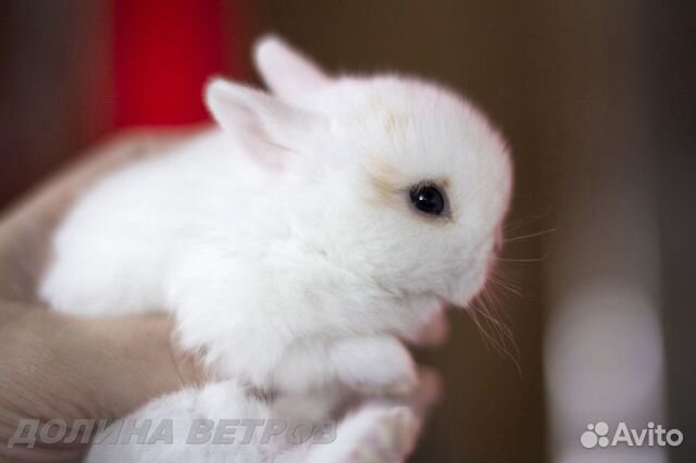Кролик минор 200 граммов бело-рыжий
