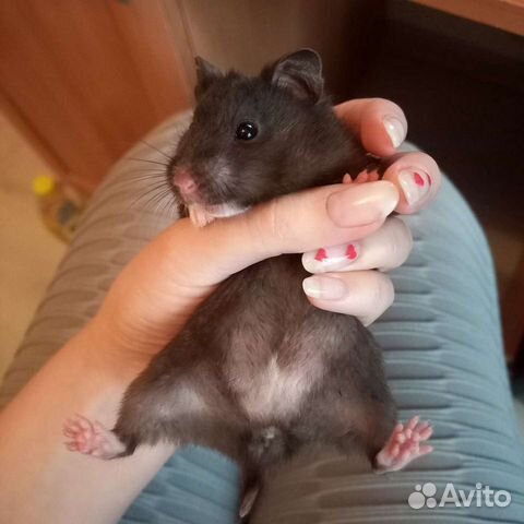 Вязка хомяка