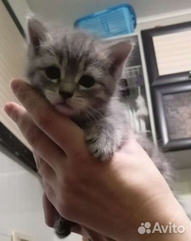 Британские котята