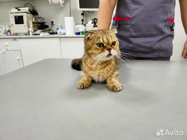 Красавица британка в самые добрые руки