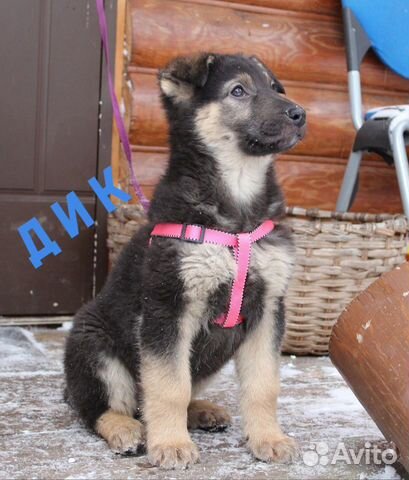 Щенки - Мальчики 2 м. в заботливые руки