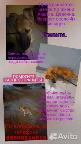 Хороший щенок ищет хорошие руки