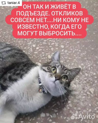 Малыш живет в подъезде, постоянно в опасности