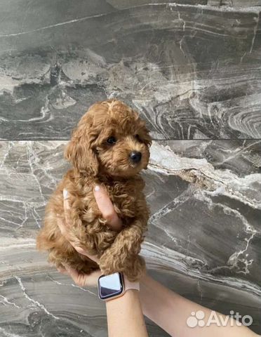 Щенки мальтипу