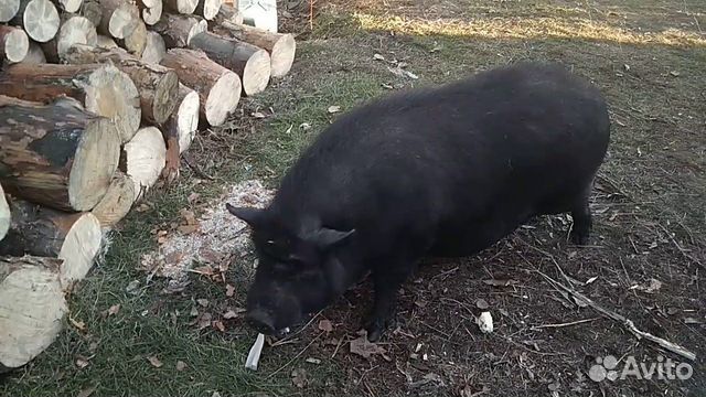 Вьетнамский вислобрюхий хряк