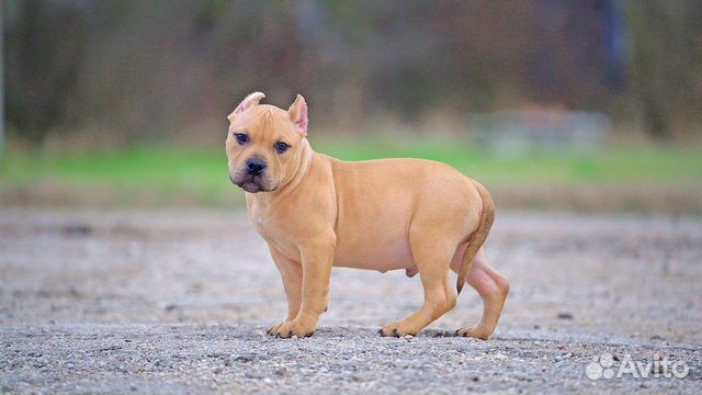 Американский Булли мальчик 2,5 месяца