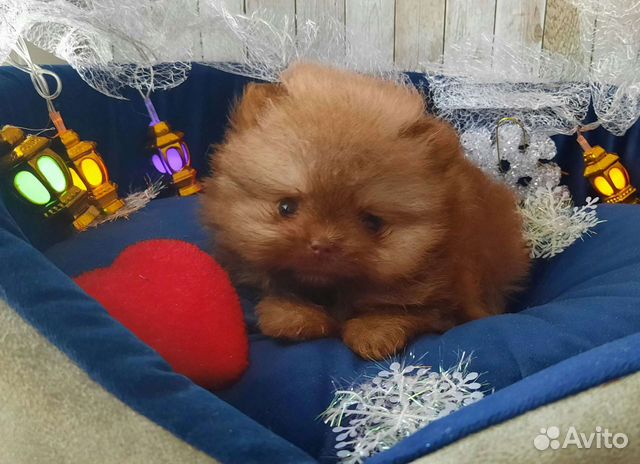 Малыши померанского шпица