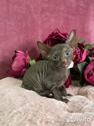 Малышка Венди