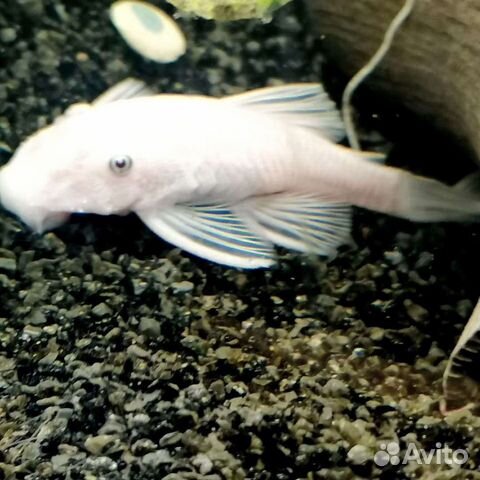 Анцитрус L144 snow white