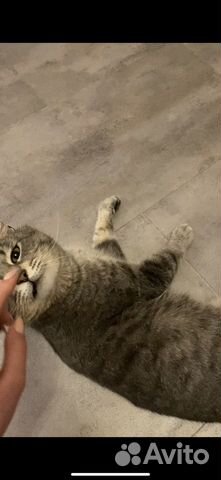 Кот в добрые руки с улицы