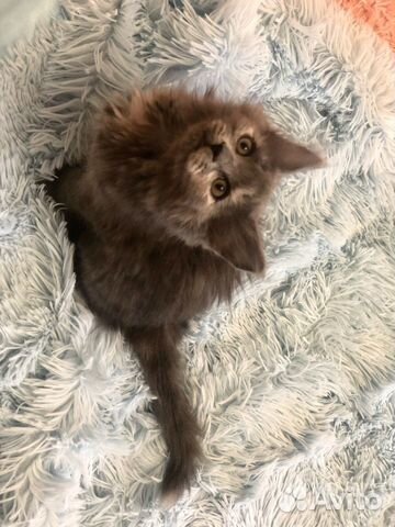 Котенок 2,5 месяца (осталась последняя девочка)