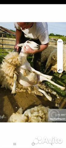 Овцы ягнята стрижка