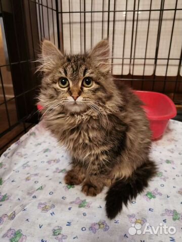 Котята сибирской кошки