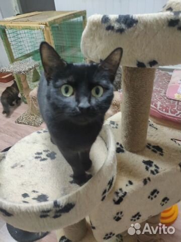 Кошка Кнопка