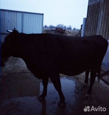 Корова на мясо