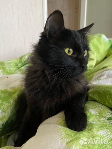 Кошки в добрые руки бесплатно