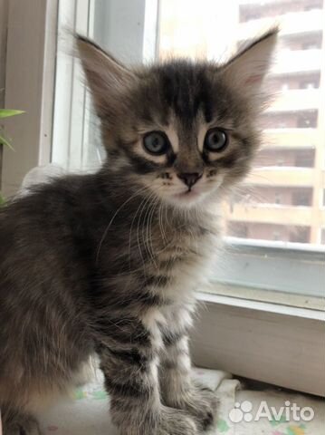 Отдам котят в хорошие руки, две девочки и один мал
